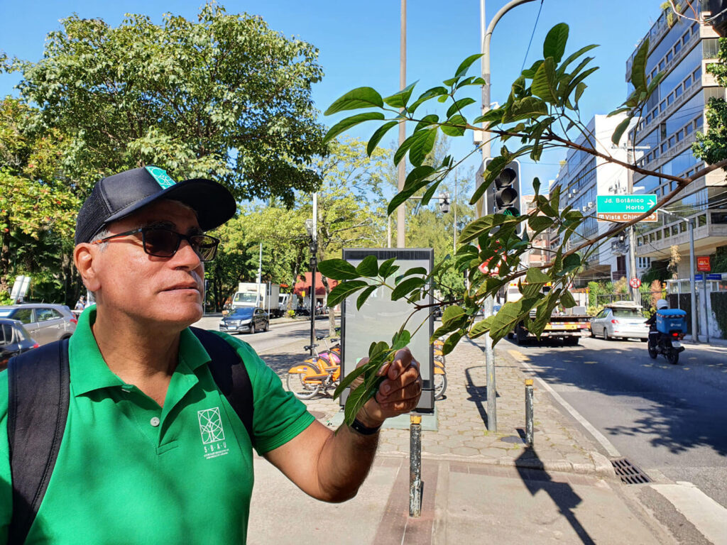 Árvores alimentícias no espaço urbano público - Cidade Floresta